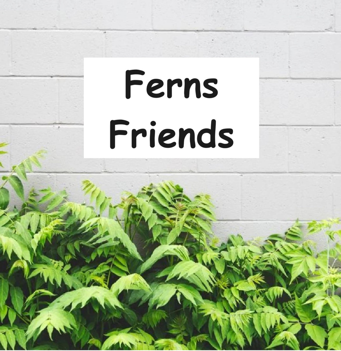 Ferns Friends – IM Garden Mart
