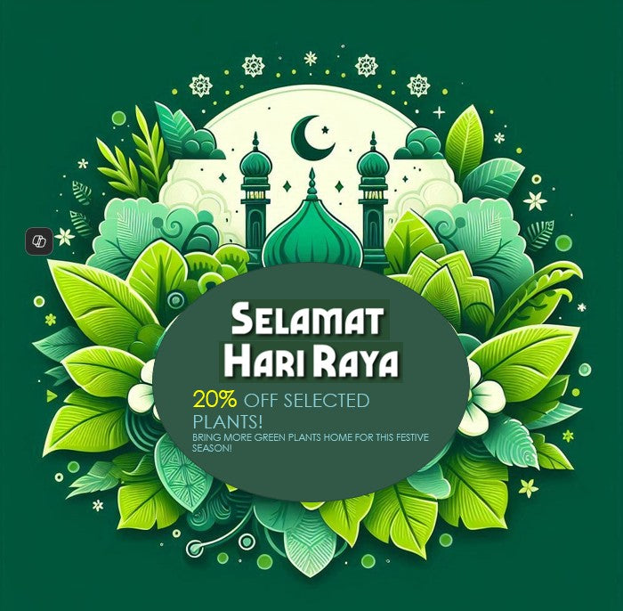 Hari Raya Festive Plants – IM Garden Mart