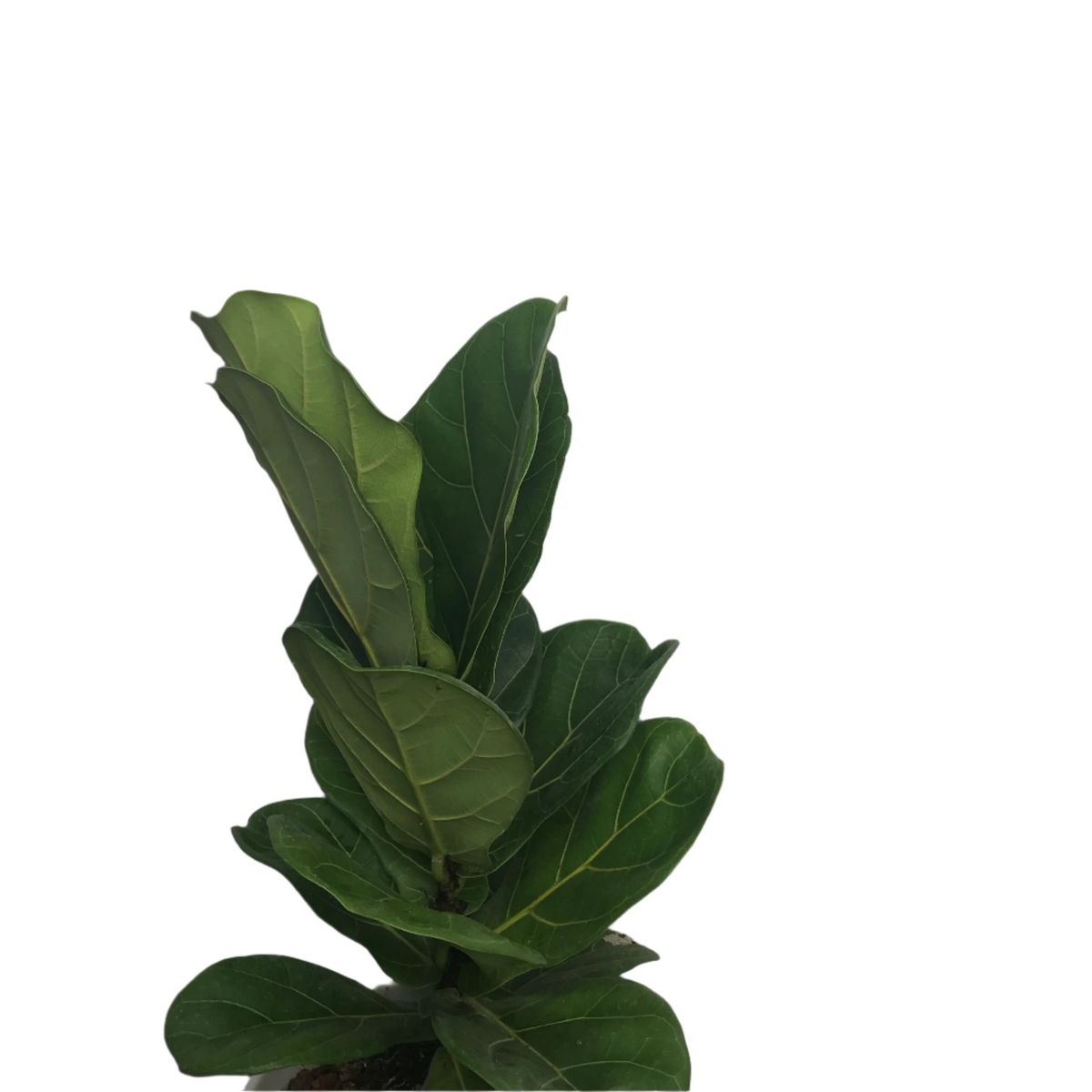 Mini Ficus lyrata / Dwarf Fiddle Leaf Fig in Design Pot (0.5m) – IM ...