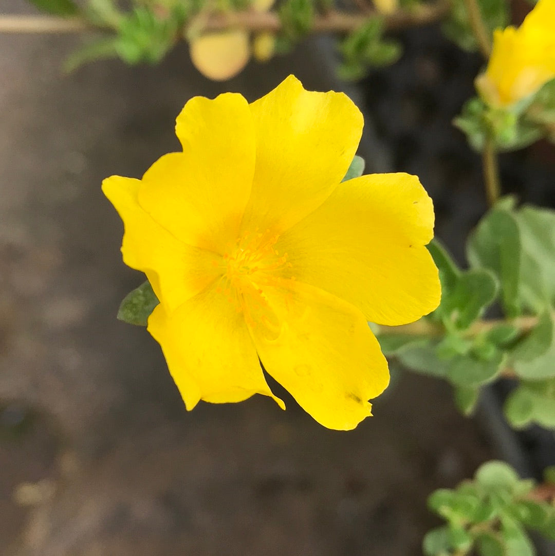 Yellow Portulaca – IM Garden Mart