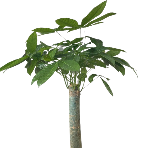 Pachira Aquatica, Single Trunk Money Tree in Chinese plastic pot – IM ...