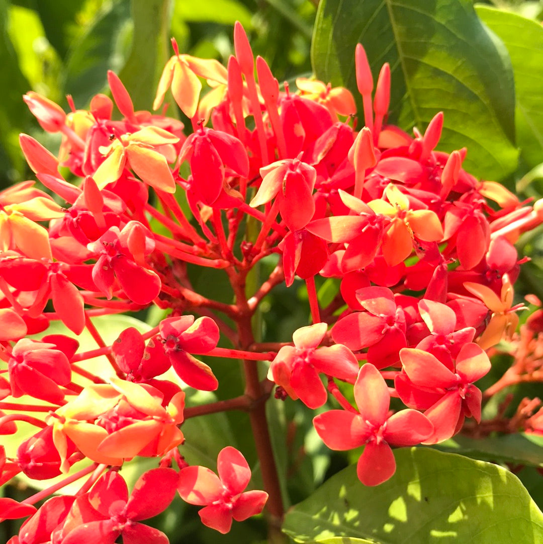 Ixora javanica, Red Ixora (0.5m) – IM Garden Mart