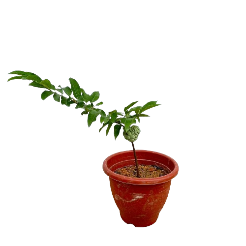 Annona squamosa, Sweet Sop, Buah Nona, Custard Apple (1m) – IM Garden Mart