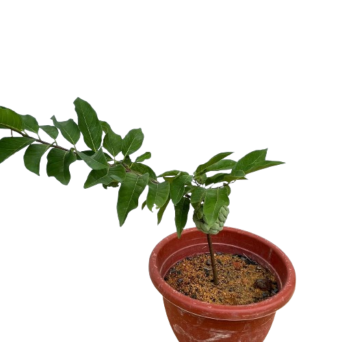Annona squamosa, Sweet Sop, Buah Nona, Custard Apple (1m) – IM Garden Mart