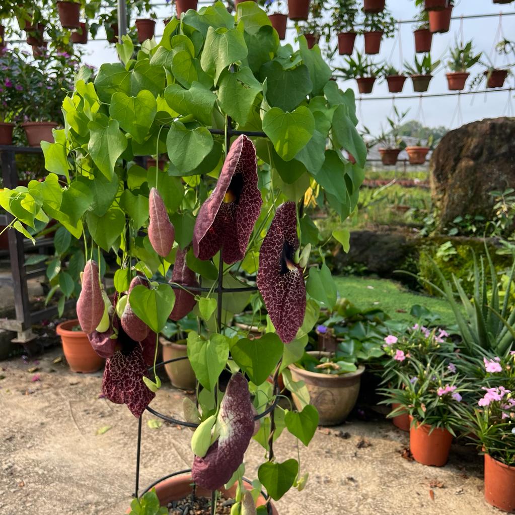 Aristolochia littoralis.,Calico Flower, Elegant Dutchman's Pipe (1.1m ...