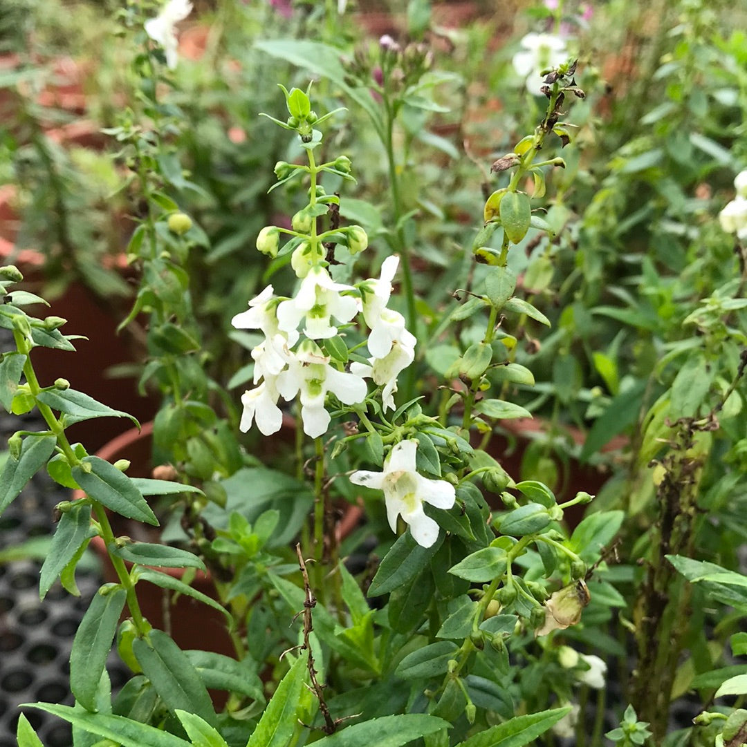 Angelonia angustifolia 'Alba' (0.28m)* – IM Garden Mart
