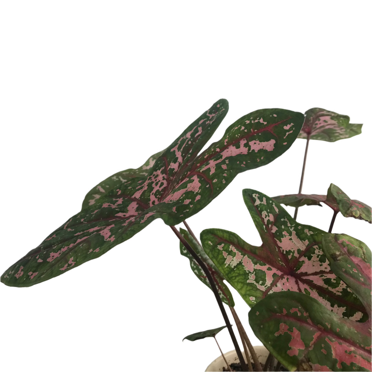 Caladium 'Florida Calypso' in Design Pot (0.45m) – IM Garden Mart