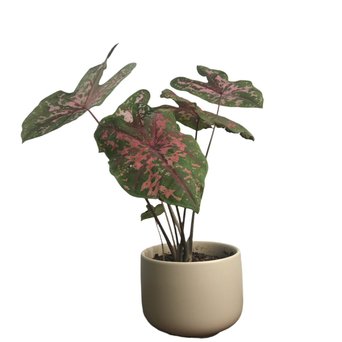 Caladium 'Florida Calypso' in Design Pot (0.45m) – IM Garden Mart