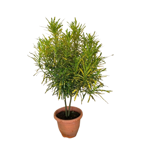 Codiaeum 'Gold Star'(0.8mh) – IM Garden Mart