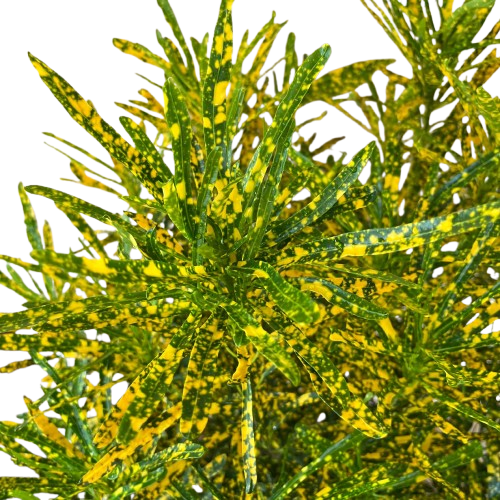 Codiaeum 'Gold Star'(0.8mh) – IM Garden Mart