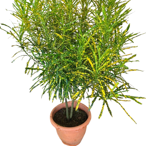 Codiaeum 'Gold Star'(0.8mh) – IM Garden Mart