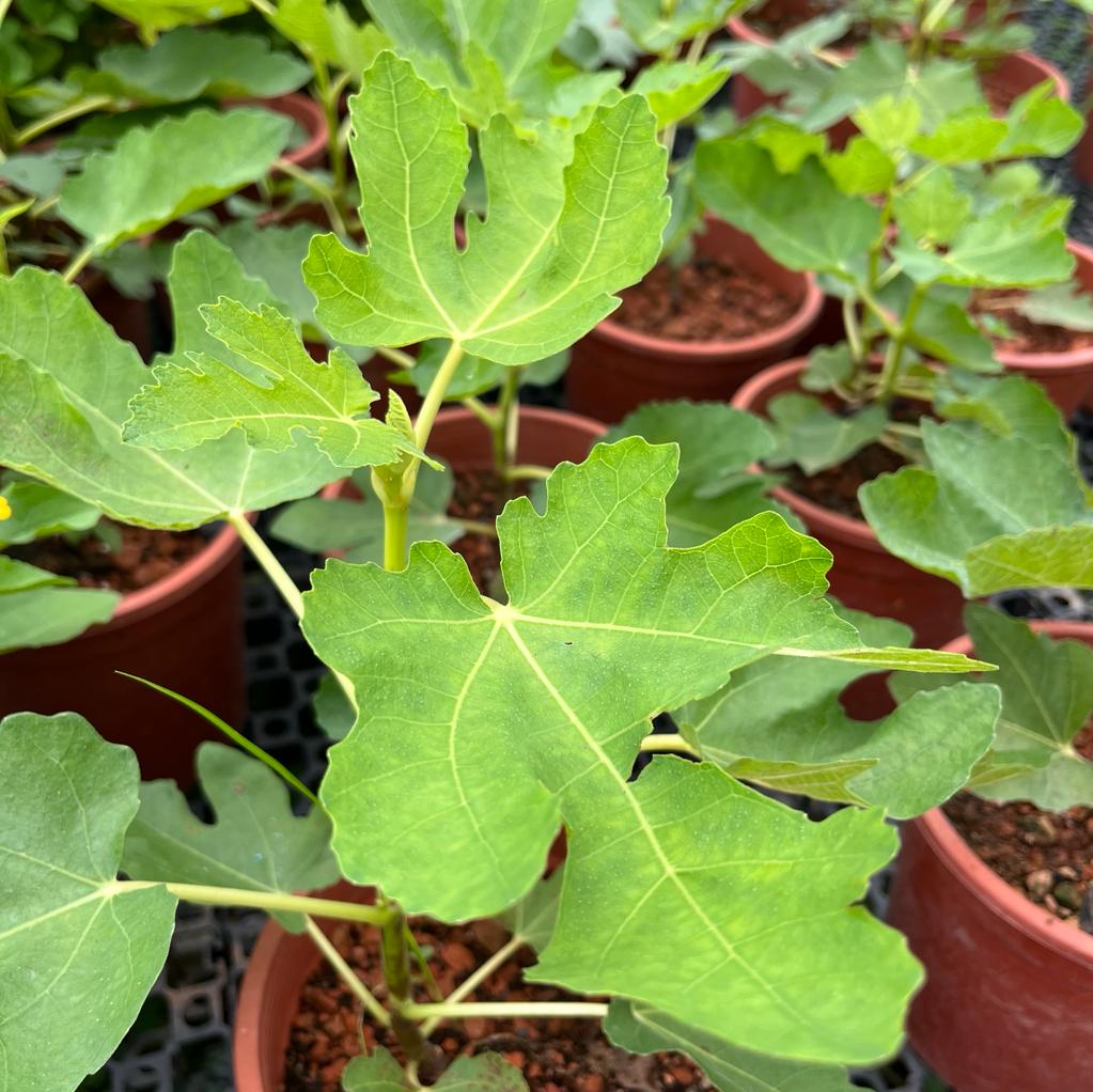 Taiwan Golden Fig – IM Garden Mart