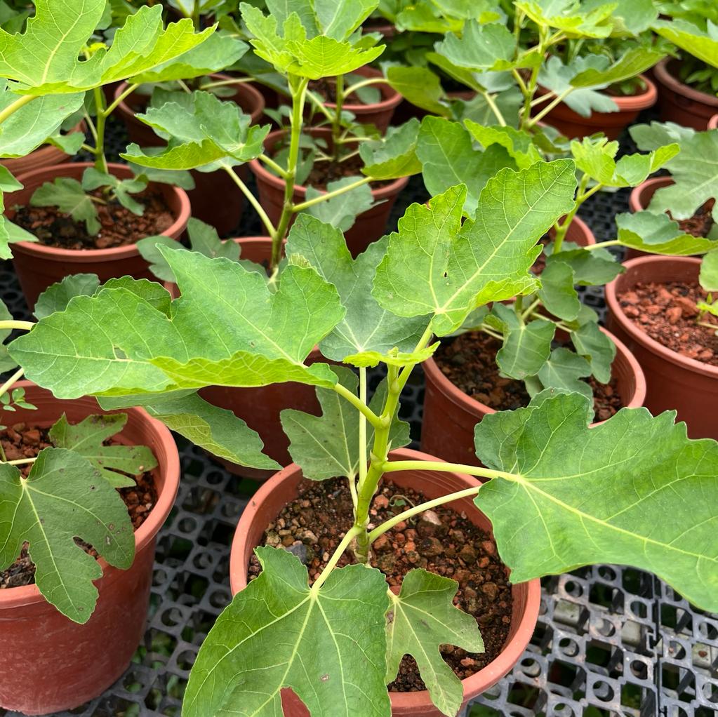 Taiwan Golden Fig – IM Garden Mart