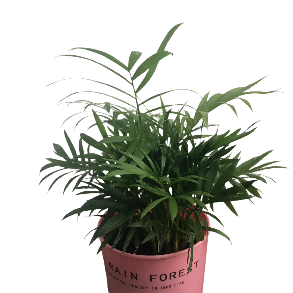 Chamaedorea elegans, Mini bella palm in Pink plastic pot (0.2m) – IM ...