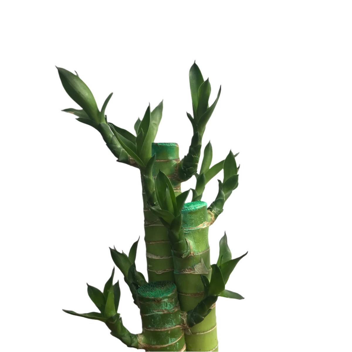 CNY Lucky Bamboo 3 STEM in Luck Bag Pot (0.27m) – IM Garden Mart