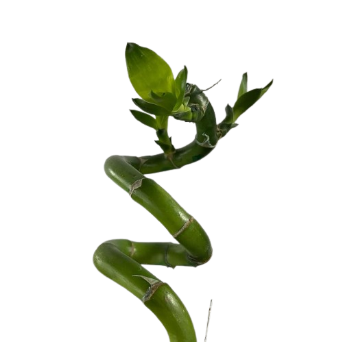 CNY Curly Lucky Bamboo 10 Pcs/Bundle – IM Garden Mart