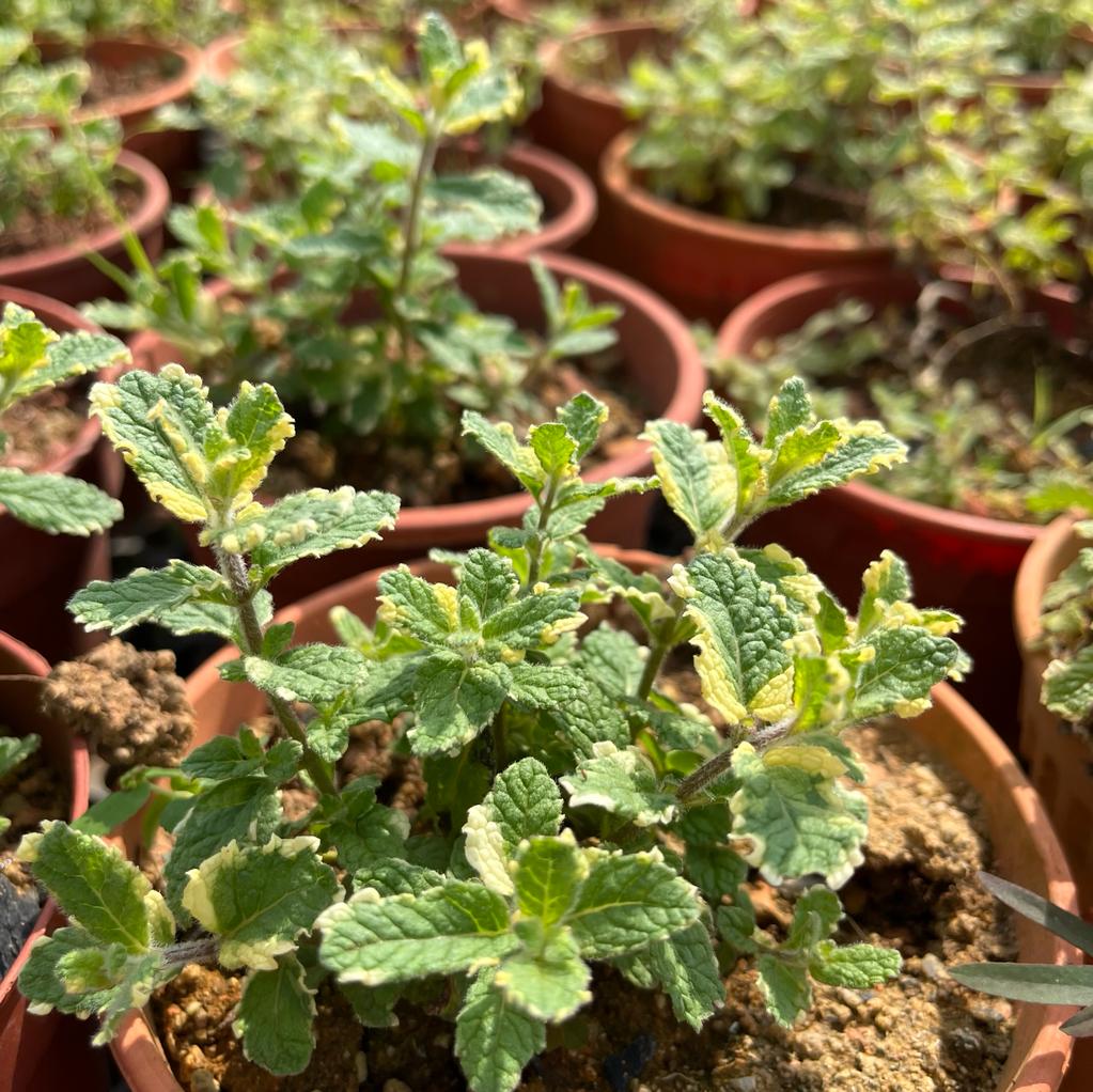 Mentha suaveolens 'Variegata', Variegated Pineapple Mint (0.2m) – IM ...