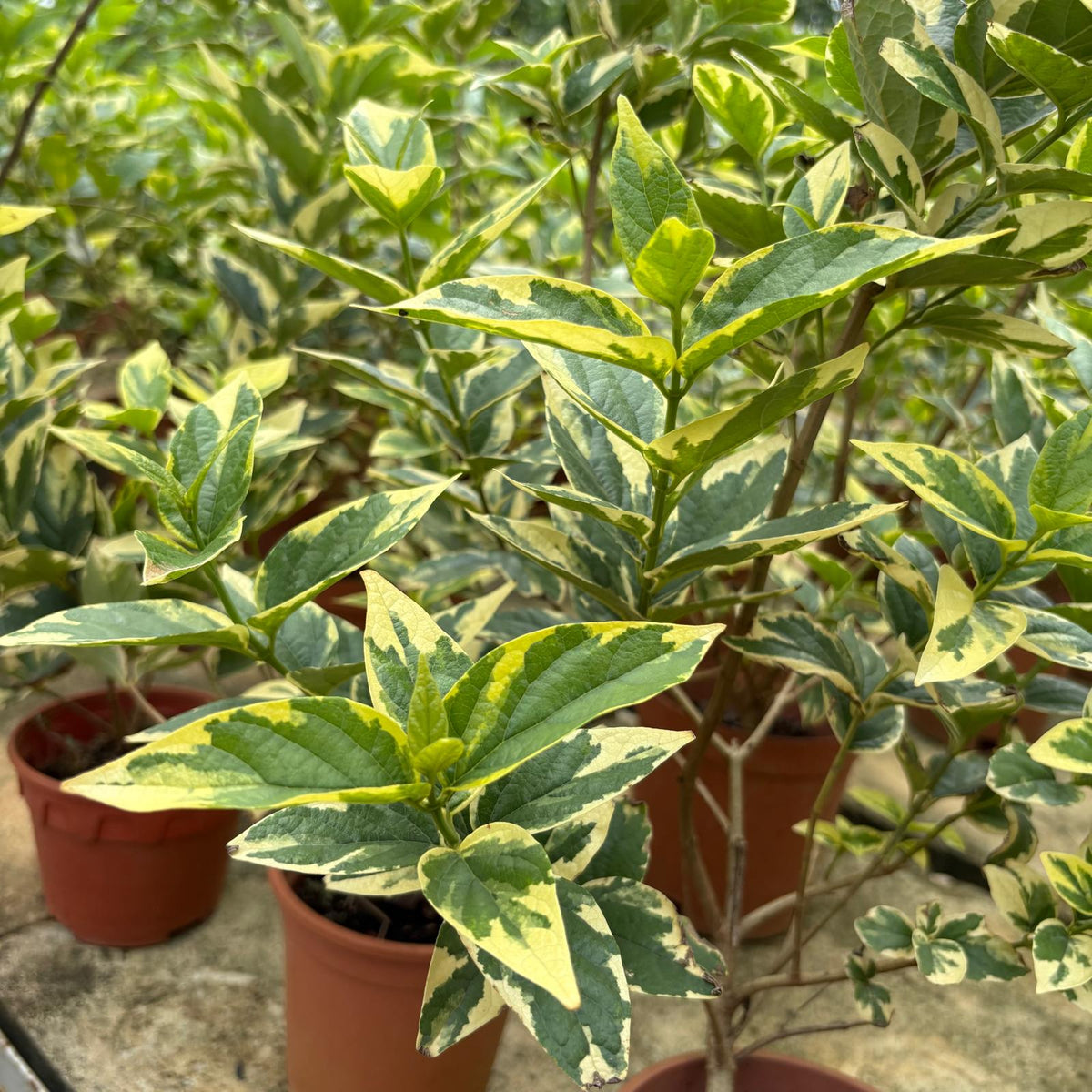 Nyctanthes arbor-tristis (Variegated), Night Jasmine (0.35m) – IM ...