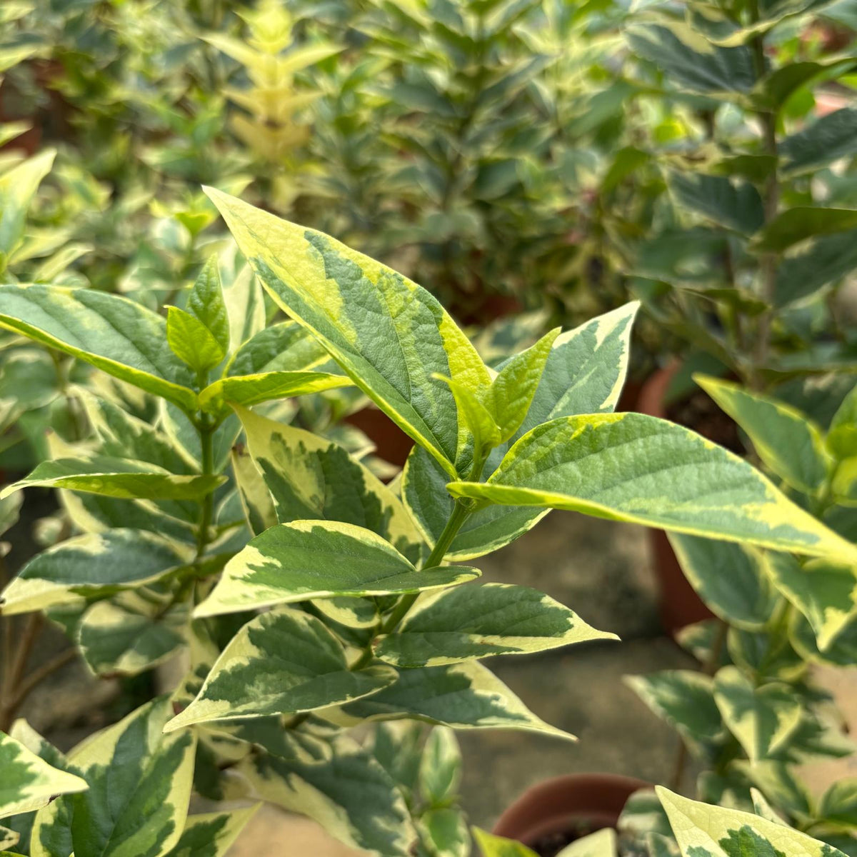 Nyctanthes arbor-tristis (Variegated), Night Jasmine (0.35m) – IM ...