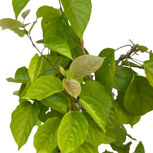 Porana volubilis (0.4m) Hanging – IM Garden Mart