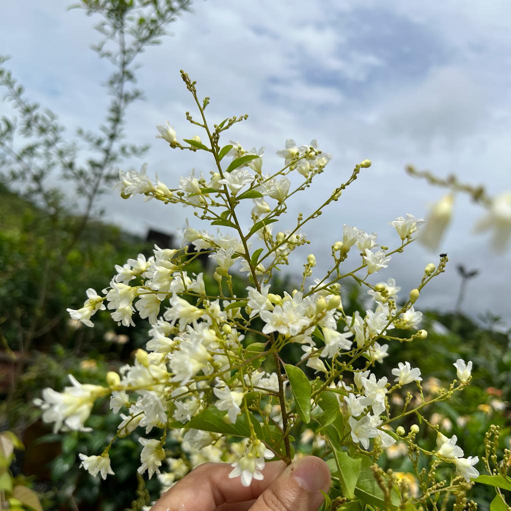 Porana volubilis (0.4m) Hanging – IM Garden Mart