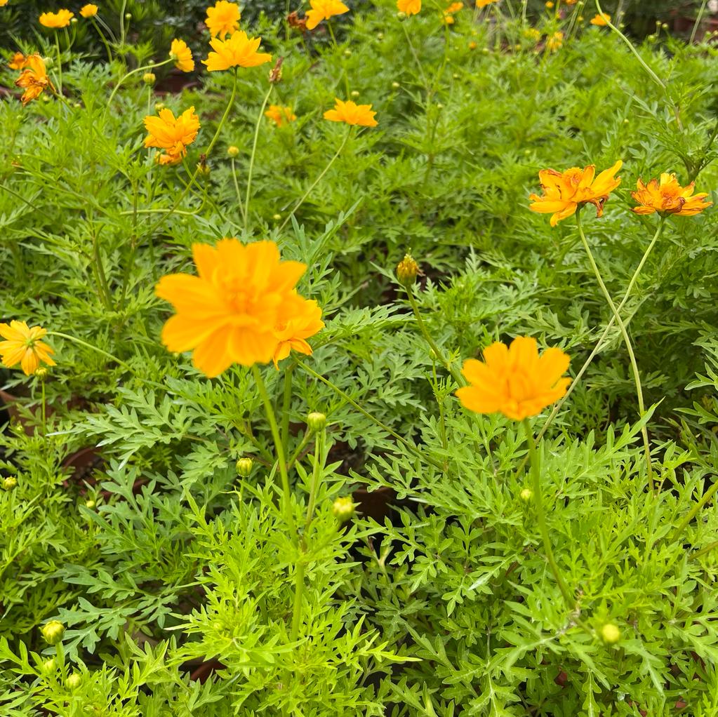 Tagetes lemmonii mexican marigold (0.4m) – IM Garden Mart