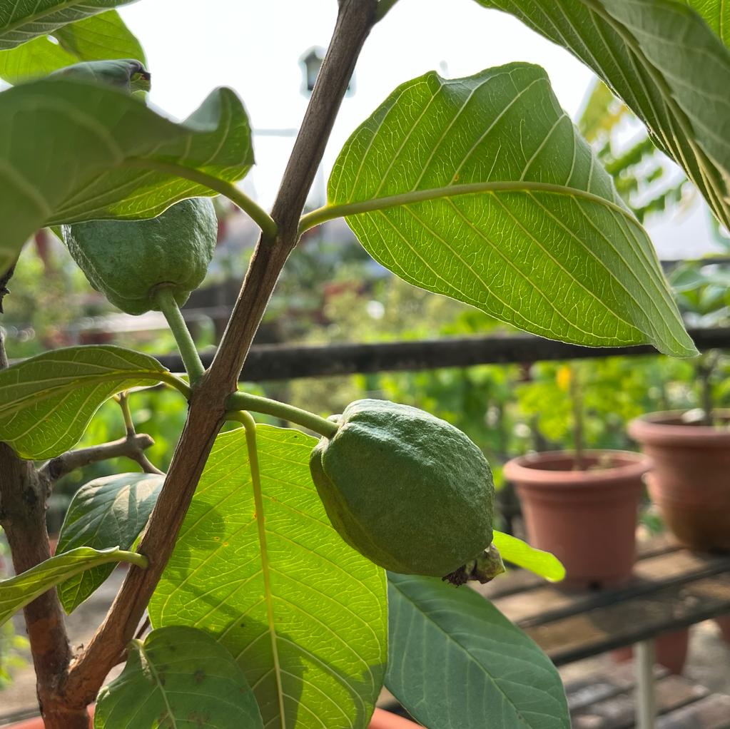 Psidium guajava, Seedless Guava (0.8m) – IM Garden Mart