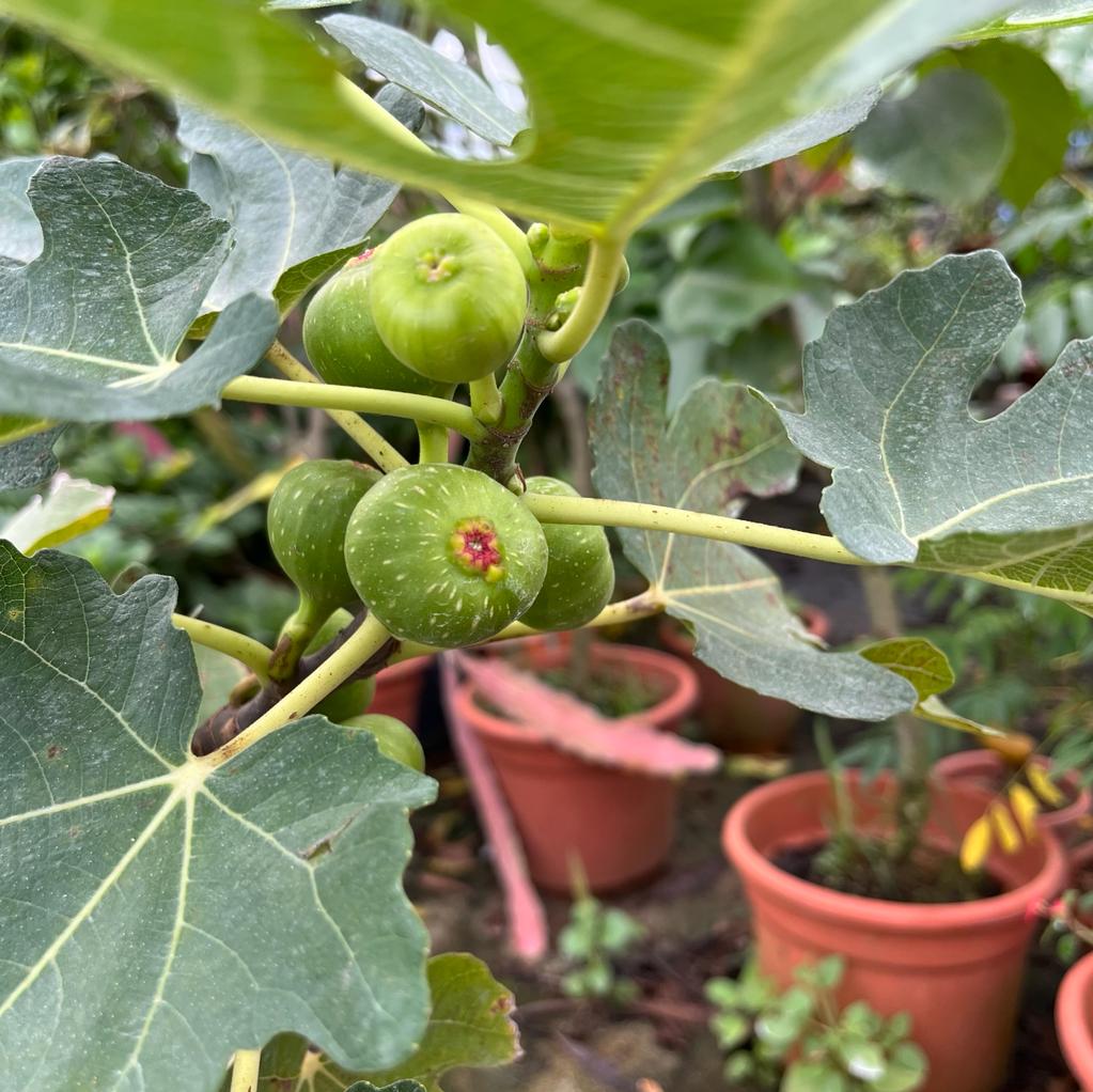 Taiwan Golden Fig – IM Garden Mart