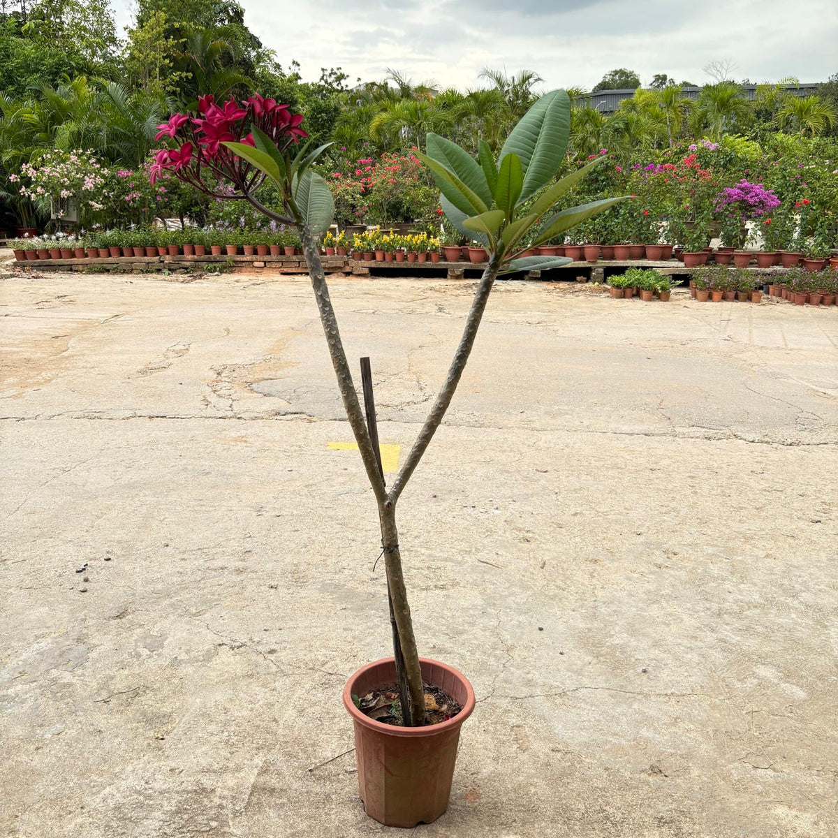 Plumeria 'Donald Angus', Frangipani (1.5m) – IM Garden Mart
