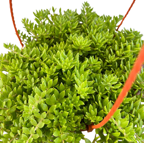 Sedum sarmentosum Bunge Star Sedum (0.15m) – IM Garden Mart