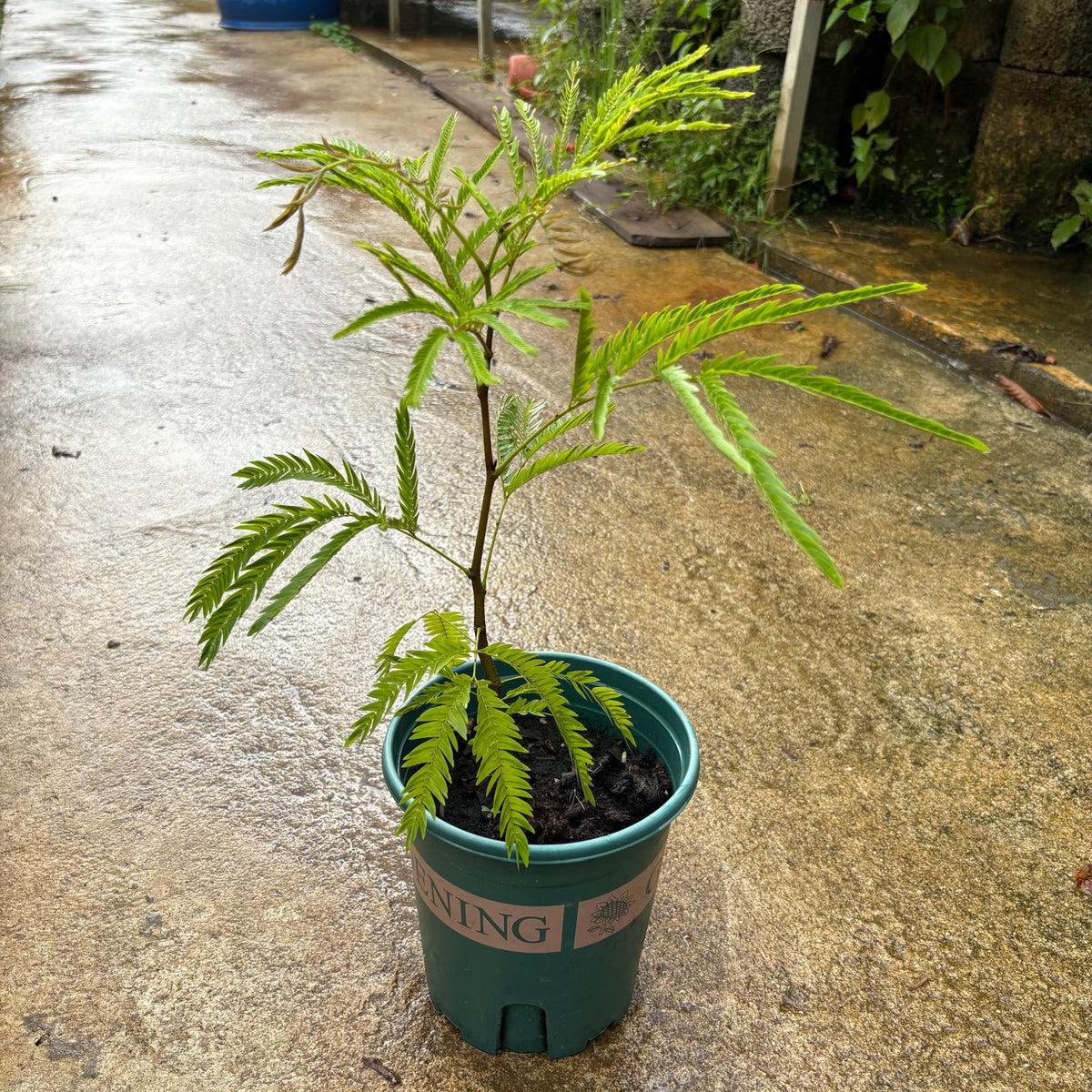 Pithecellobium Confertum, Everfresh Tree – IM Garden Mart