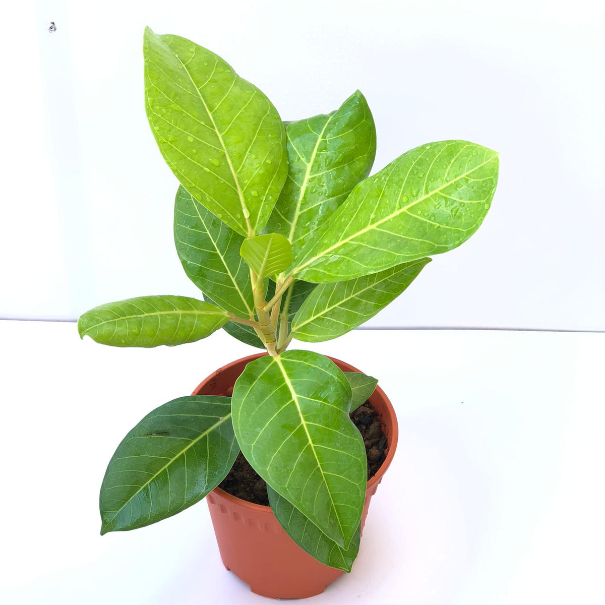 Ficus Elastica ‘Lemon Lime’ (Rubber Plant) (0.3m)* – IM Garden Mart