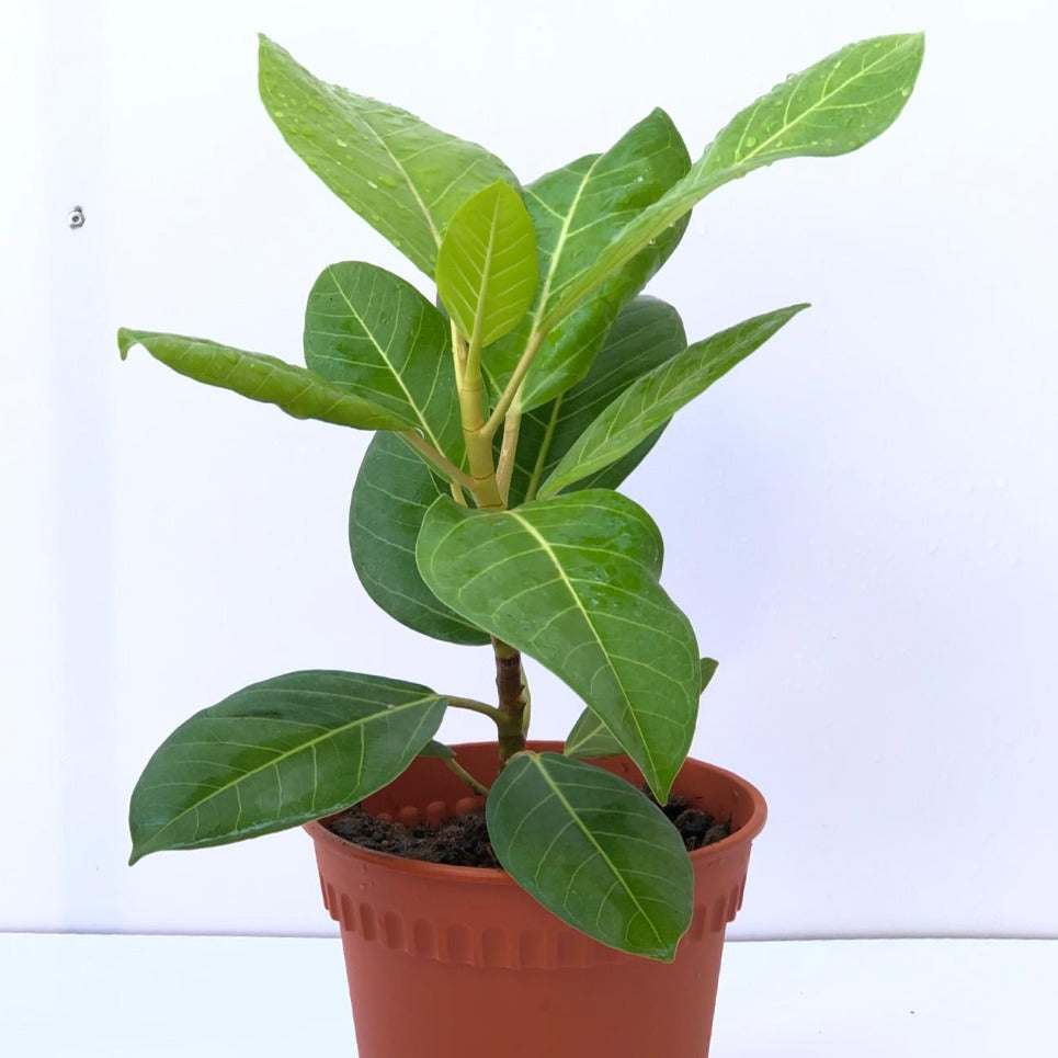Ficus Elastica ‘Lemon Lime’ (Rubber Plant) (0.3m)* – IM Garden Mart