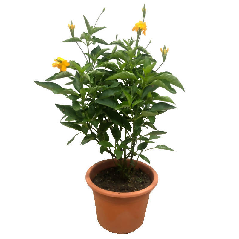 Crossandra infundibuliformis 'Lutea', Yellow Crossandra (0.6m) – IM ...