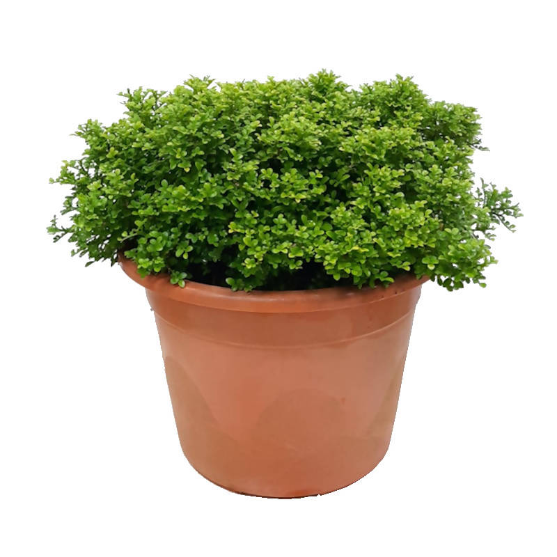 Dwarf Murraya Paniculata, Dwarf Kamini (0.24m) – IM Garden Mart