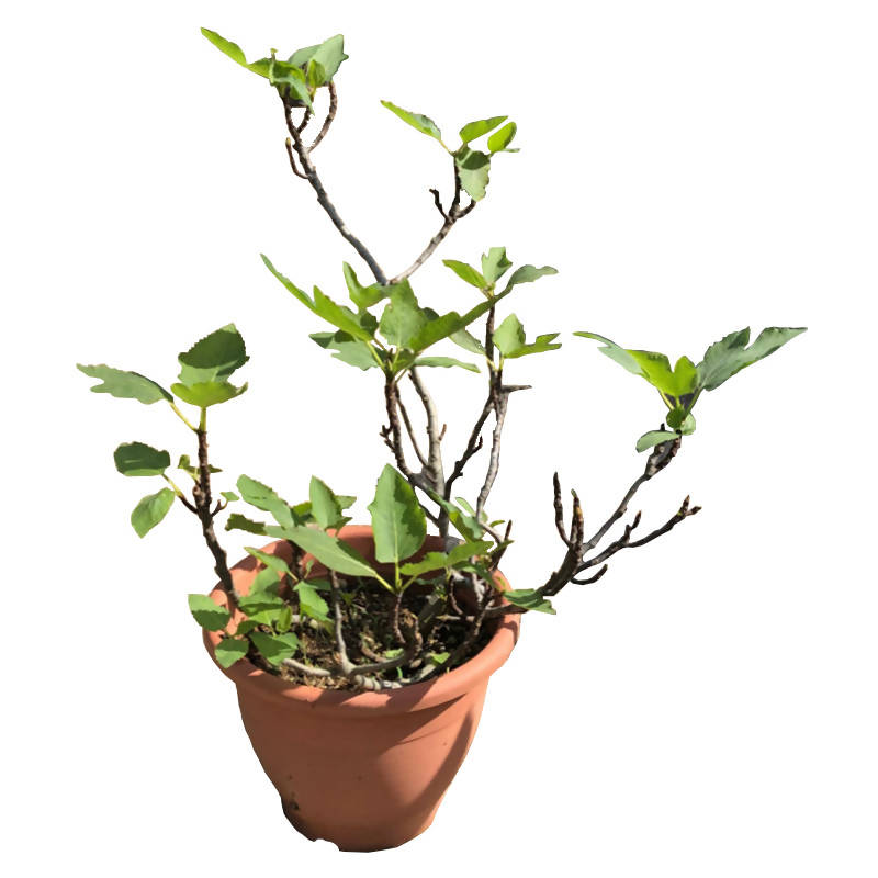 Taiwan Golden Fig – IM Garden Mart