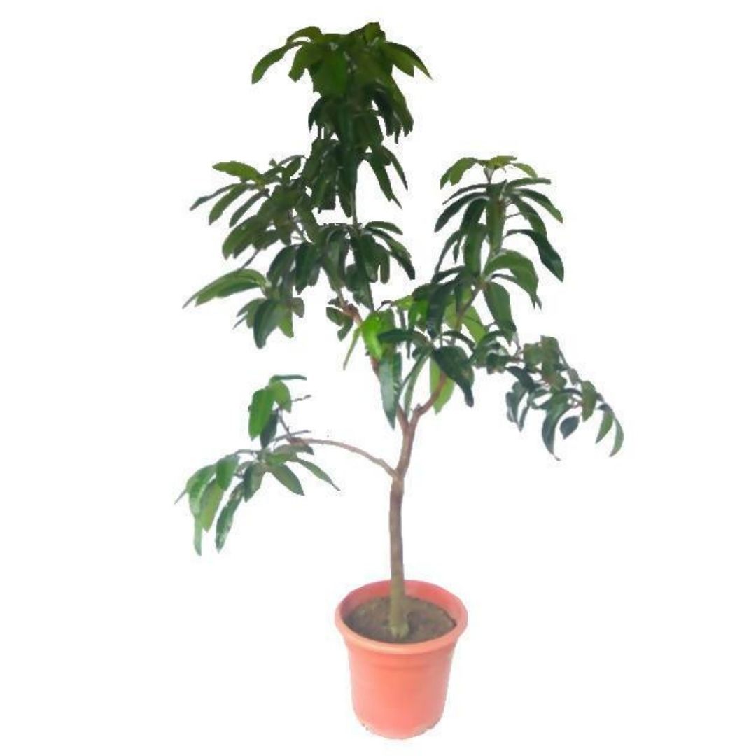Mango Tree – IM Garden Mart