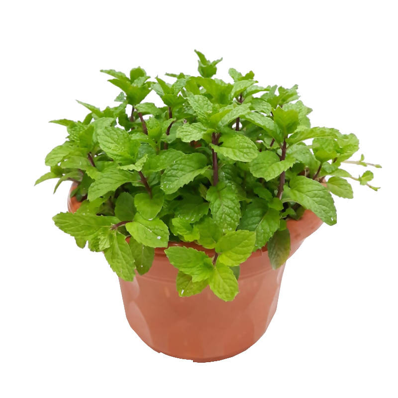 Mint plant – IM Garden Mart