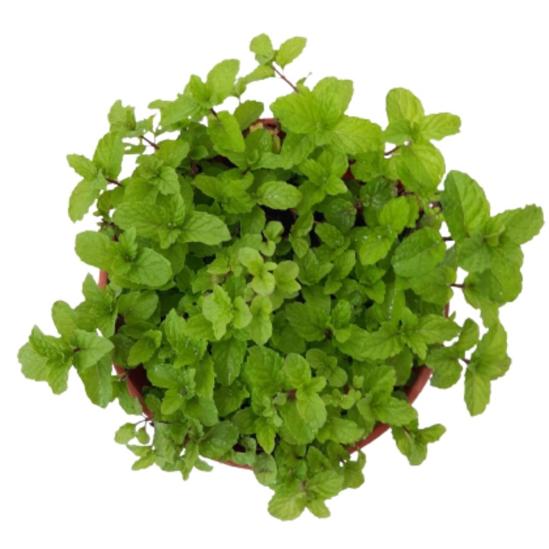 Mint - Mentha Cultivar – IM Garden Mart