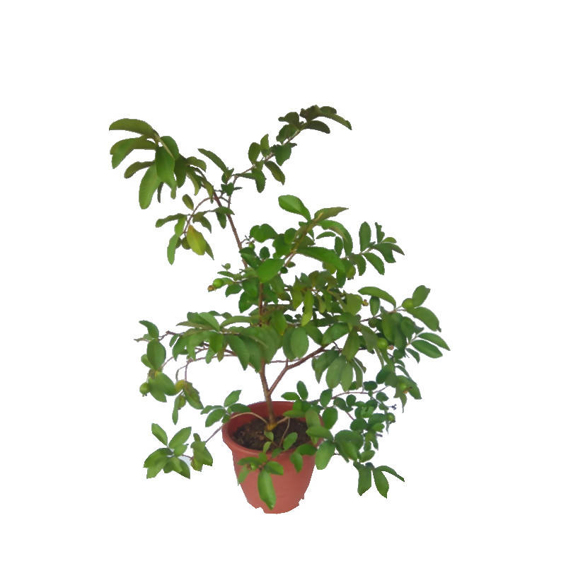 Dwarf Guava Tree – IM Garden Mart