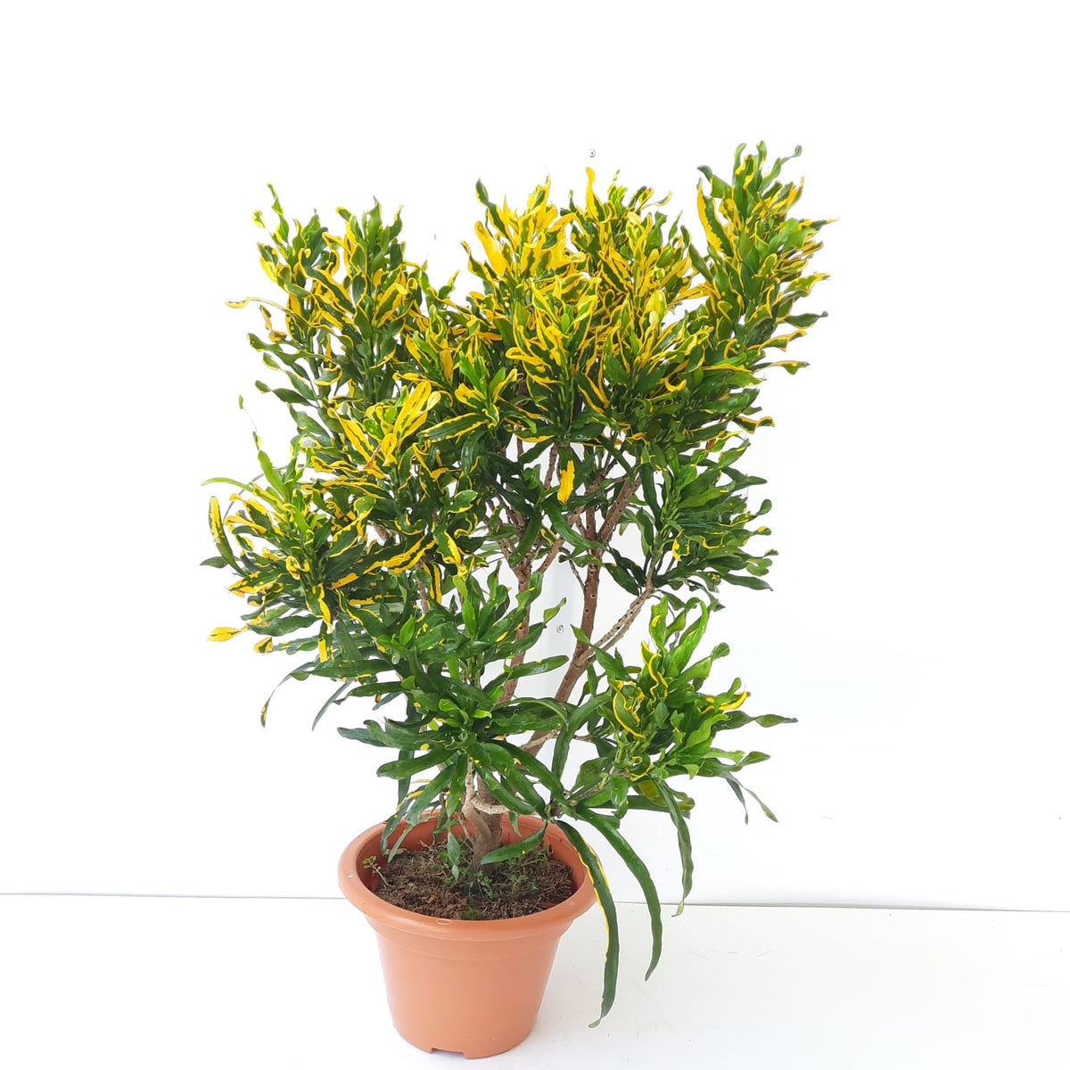 Codiaeum variegatum 'Yellow Mamey', Croton (0.5m)* – IM Garden Mart