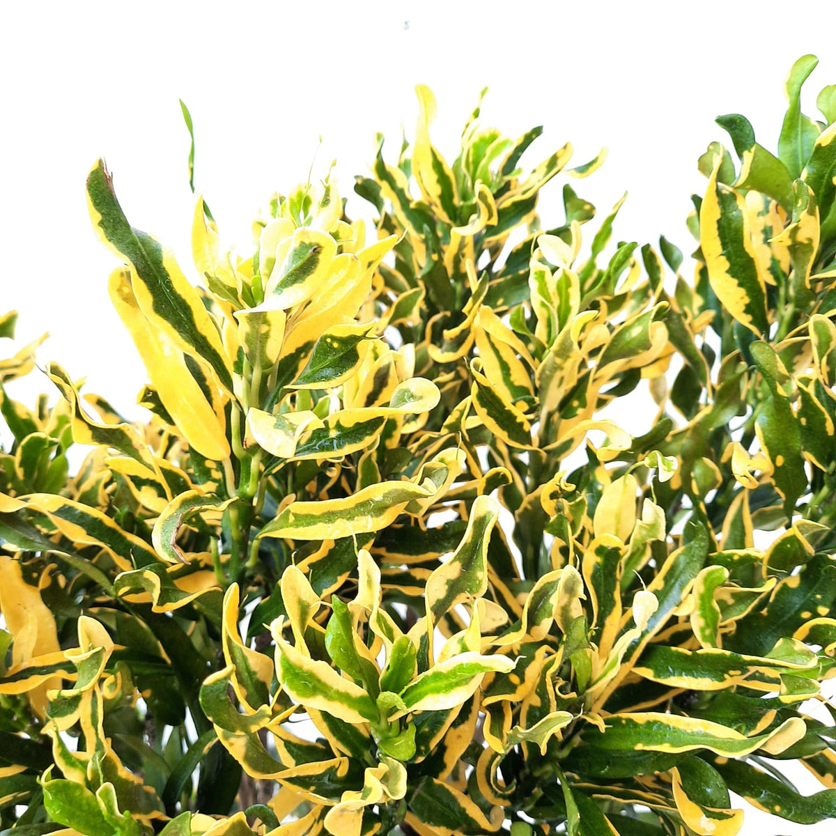 Codiaeum variegatum 'Yellow Mamey', Croton (0.5m)* – IM Garden Mart