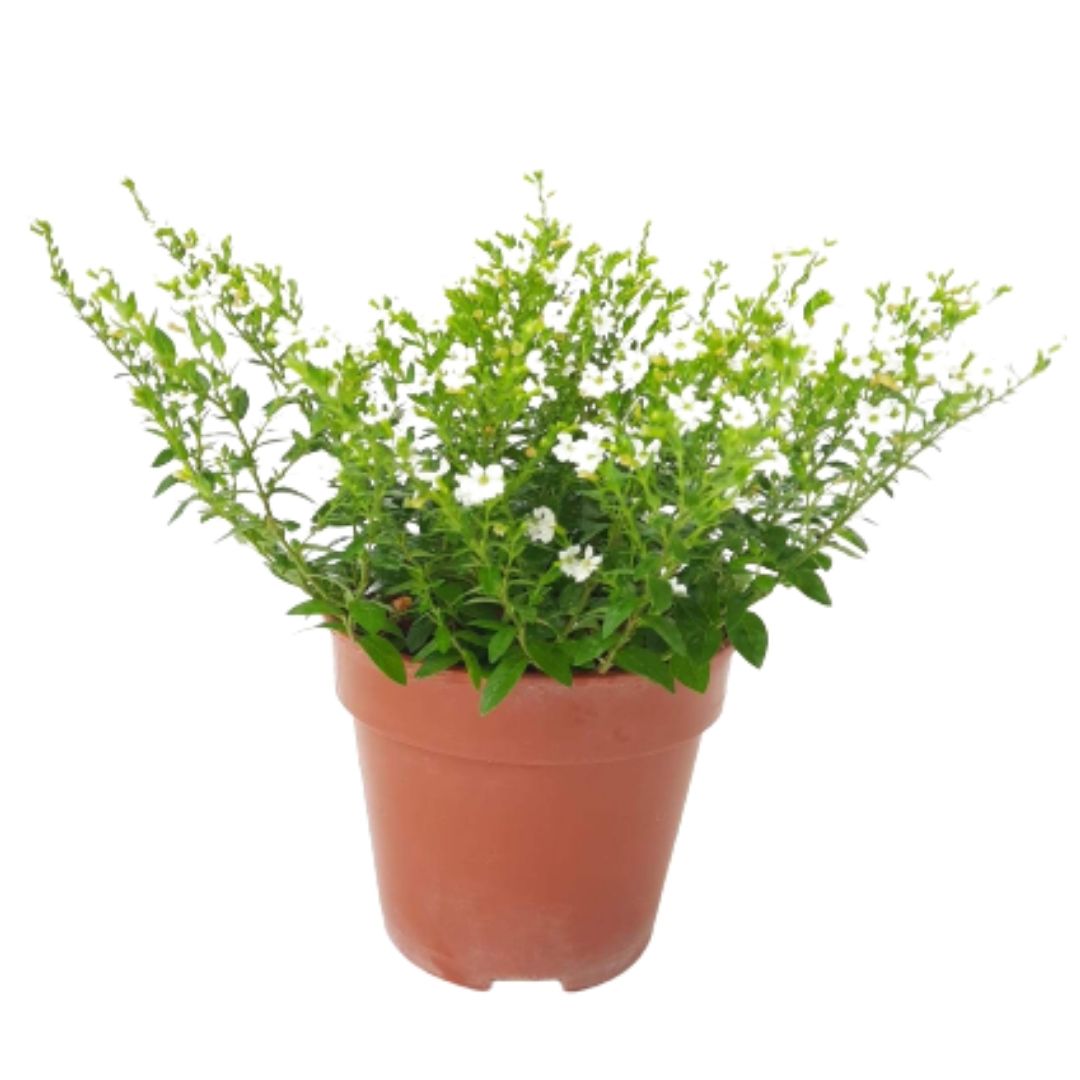 Cuphea hyssopifolia 'Alba' (0.28m)* – IM Garden Mart