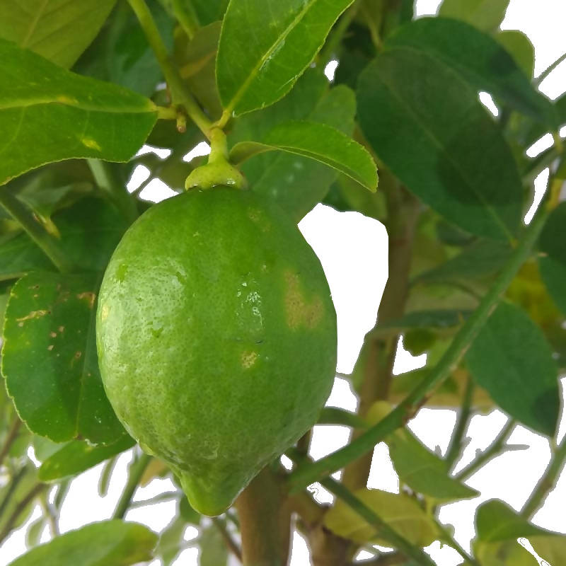 Lemon – IM Garden Mart