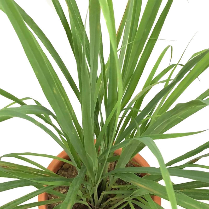 Lemongrass – IM Garden Mart