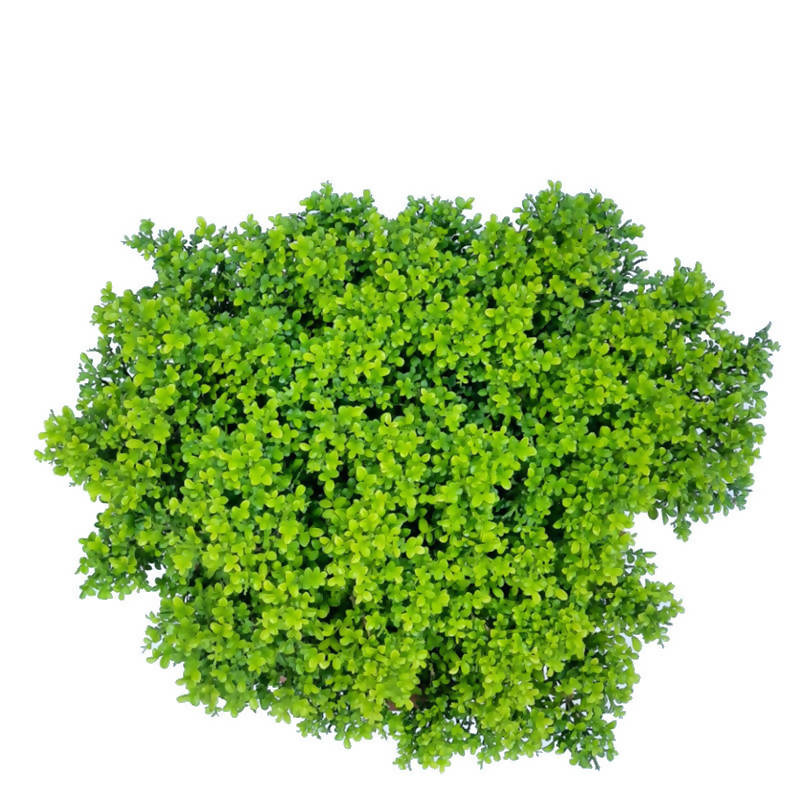 Dwarf Murraya Paniculata, Dwarf Kamini (0.24m) – IM Garden Mart