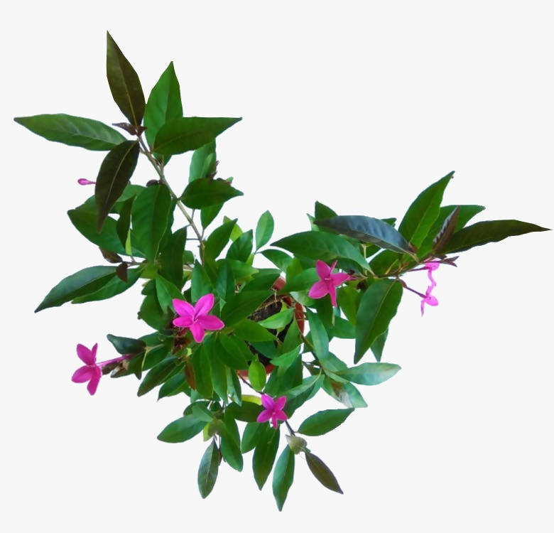 Pseuderanthemum laxiflorum, Shooting Star, Purple Star, Amethyst Stars ...