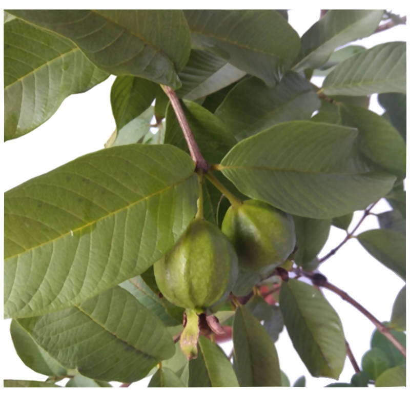 Dwarf Guava Tree – IM Garden Mart