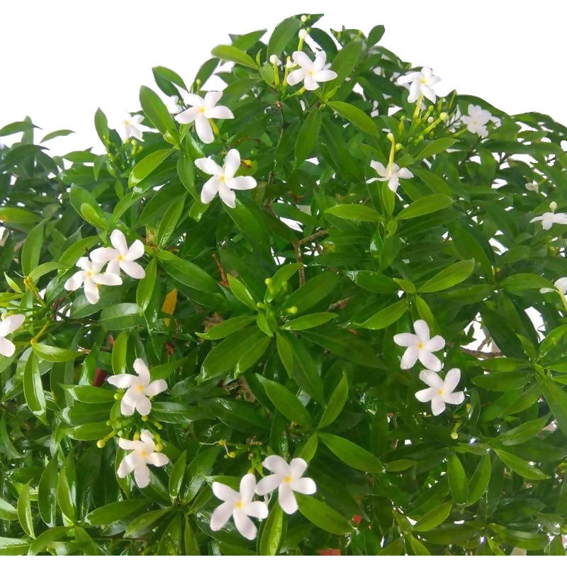Tabernaemontana divaricata (dwarf), Pinwheel flower (0.8m) – IM Garden Mart
