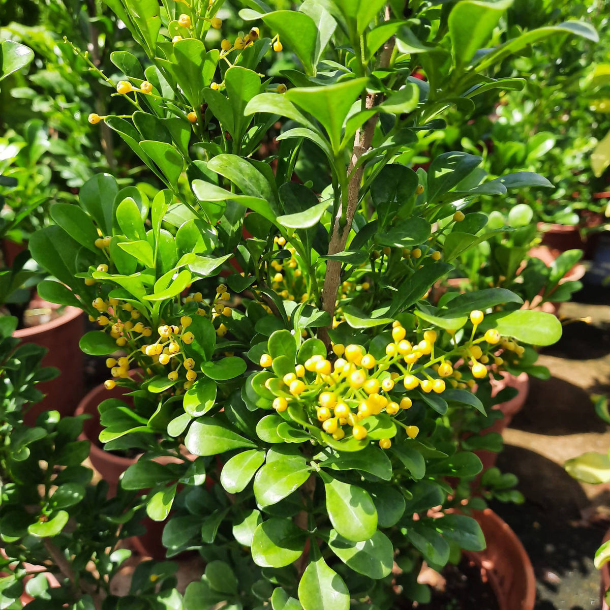 Aglaia odorata Lour, Chinese Rice Flower (0.8m) – IM Garden Mart